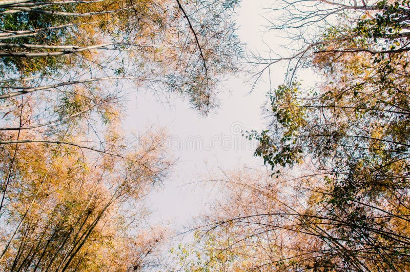 Trees Change Color in Fall, Beautiful Landscape. Season in Park. Bright ...