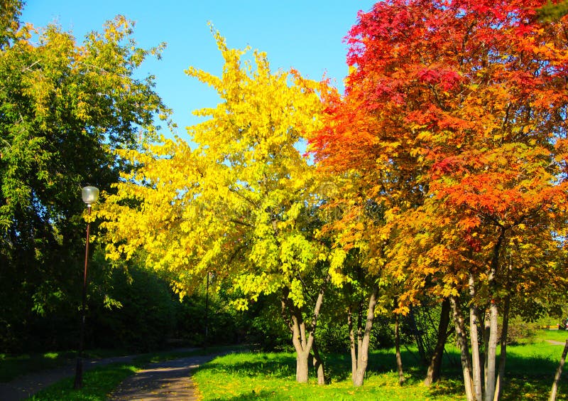 Autumn trees in city park. stock photo. Image of color - 69233074