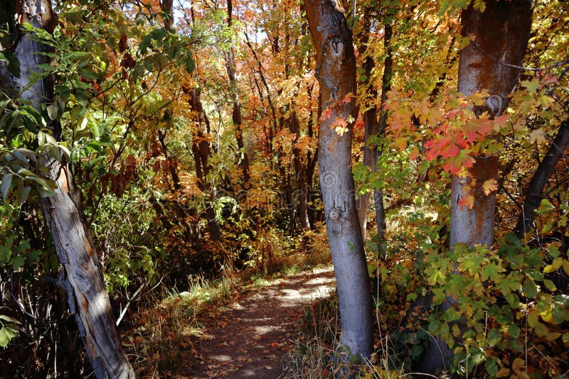 Autumn Trees in the Cold Forest Stock Photo - Image of tree, mysterious ...