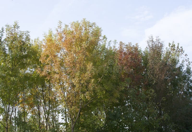 Autumn trees stock photo. Image of leaf, vegetation, color - 78890728