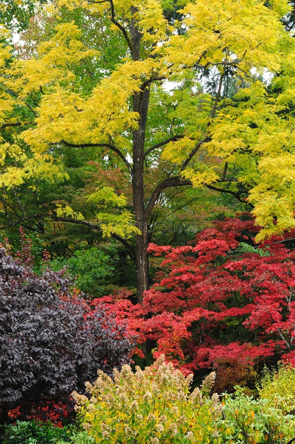 2,400+ Autumn tree colors Free Stock Photos - StockFreeImages