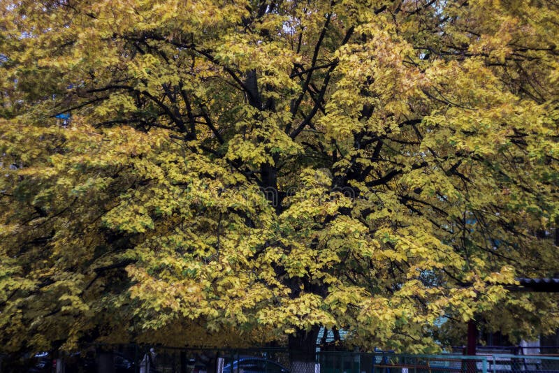 Autumn trees composition stock image. Image of foliage - 78326269