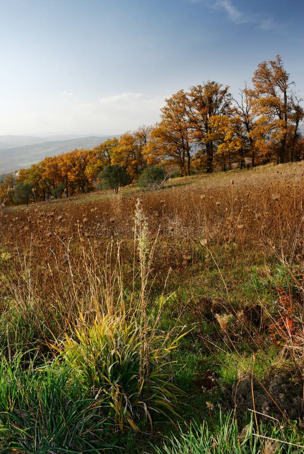 Autumn Trees in Countryside Stock Image - Image of wooded, leafy: 6370037