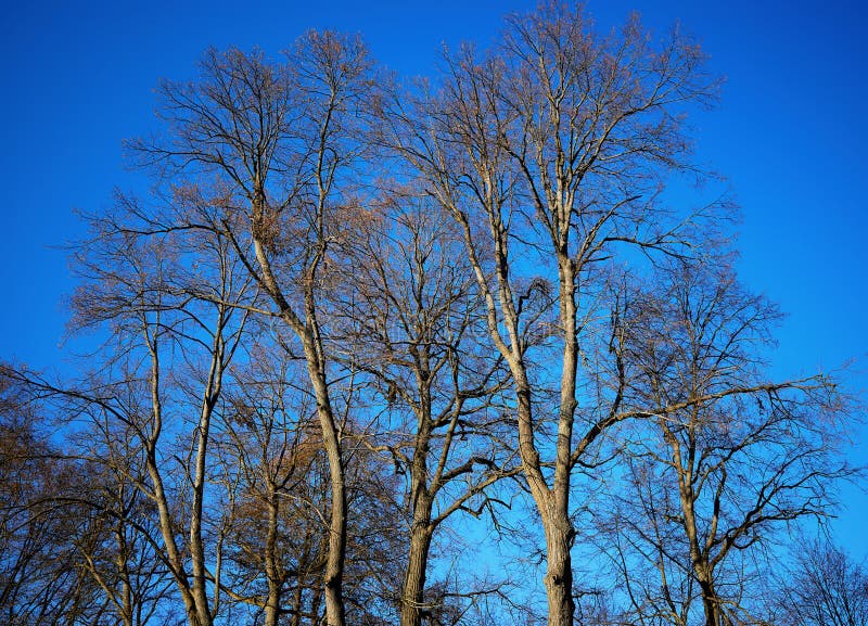 Autumn Trees in Daylight Park Background Stock Photo - Image of nature ...