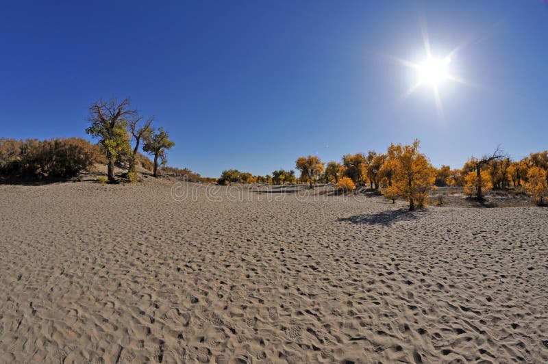 Autumn trees in desert stock photo. Image of branches - 27260190