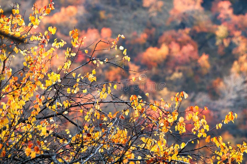 Autumn trees details stock photo. Image of branch, season - 32792224