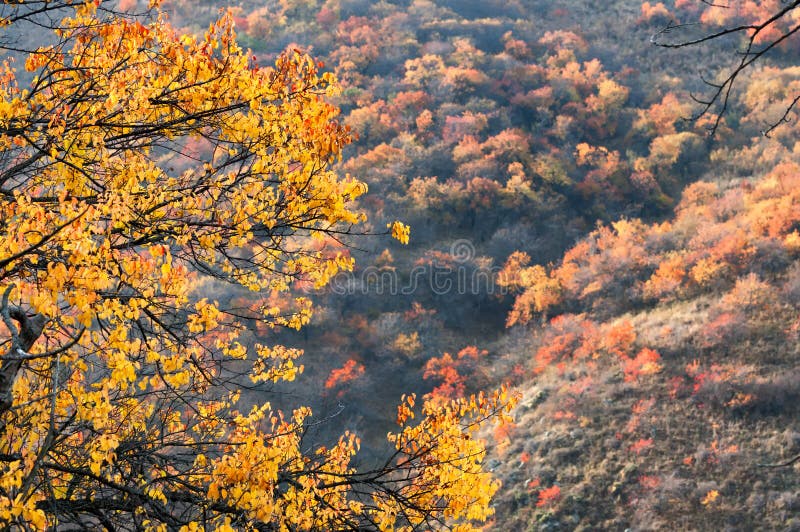 Autumn trees details stock image. Image of nature, fall - 32792331