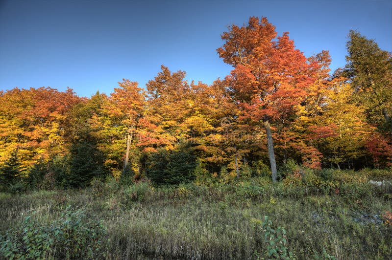 Autumn Trees stock image. Image of golden, colorful, landscape - 46461585