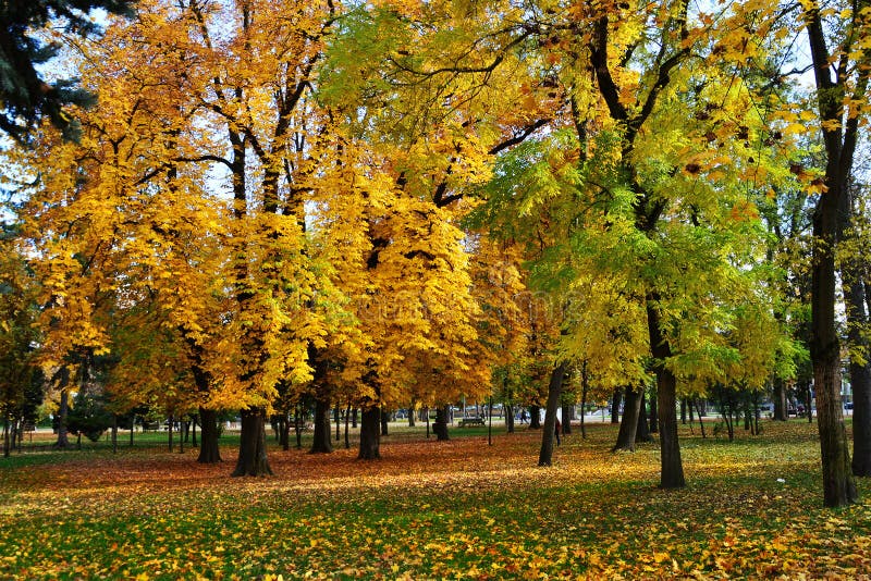 Autumn Trees Fallen Leaves Colorful Fall Scene Stock Image - Image of ...