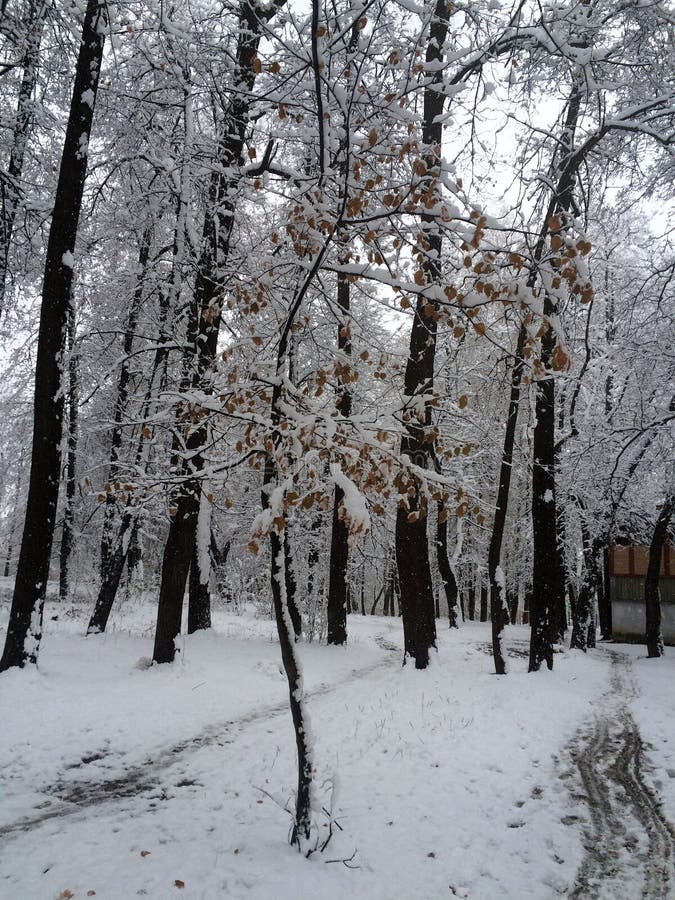 Autumn Trees in the First Snow Stock Image - Image of fall, color: 89308463
