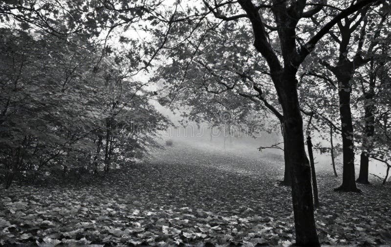 Autumn Trees and Foliage, Black and White Illustration Stock ...