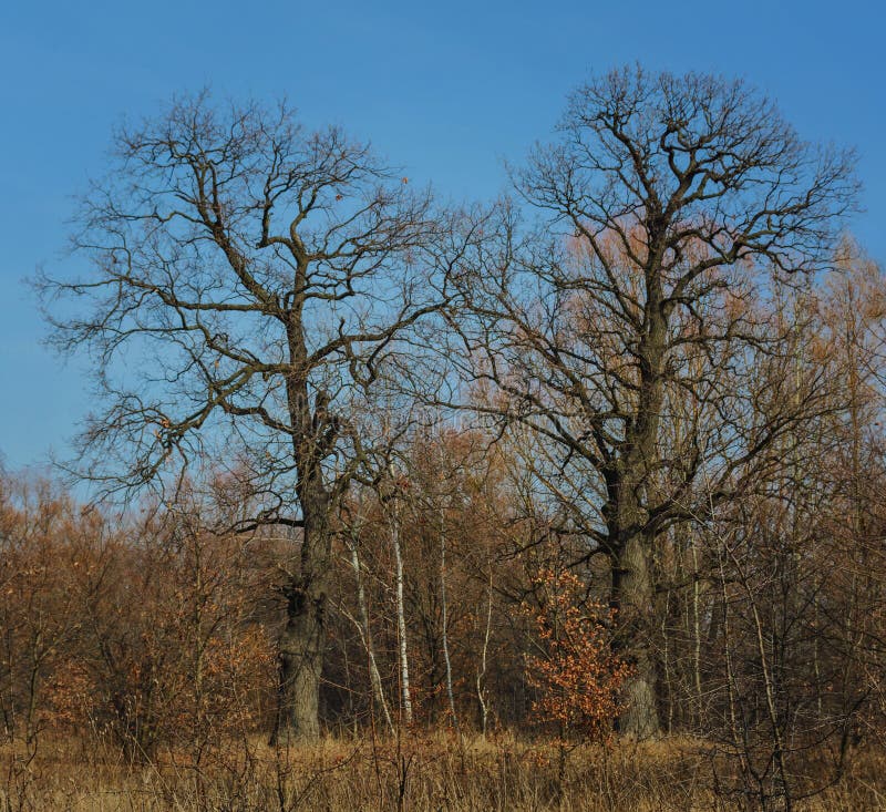 Autumn Trees in the Forest. Fall in the Oak Tree Forest. Forest ...