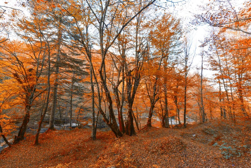 Autumn and Trees in the Forest. it`s Leaf Fall Time Stock Image - Image ...