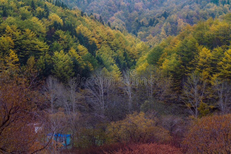 Autumn Trees in the Forest Stand Stock Image - Image of plant, nature ...