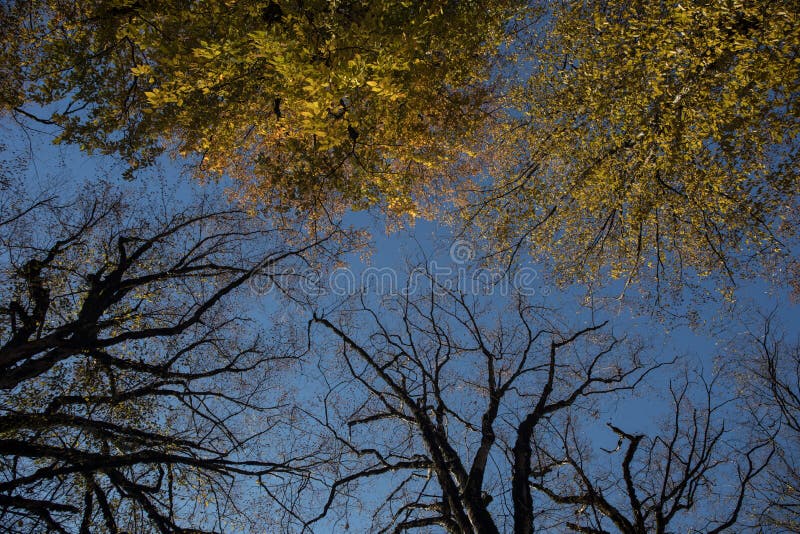 Autumn Trees in the Forest. Top To Bottom View Stock Photo - Image of ...
