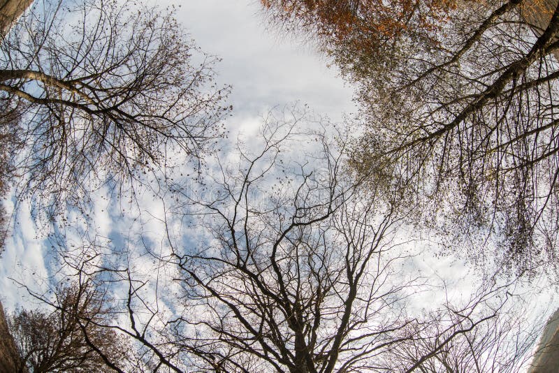 Autumn Trees in the Forest. Top To Bottom View Stock Image - Image of ...