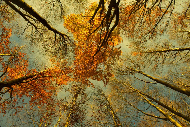 Autumn Trees in Forest.View from Below Stock Photo - Image of plants ...
