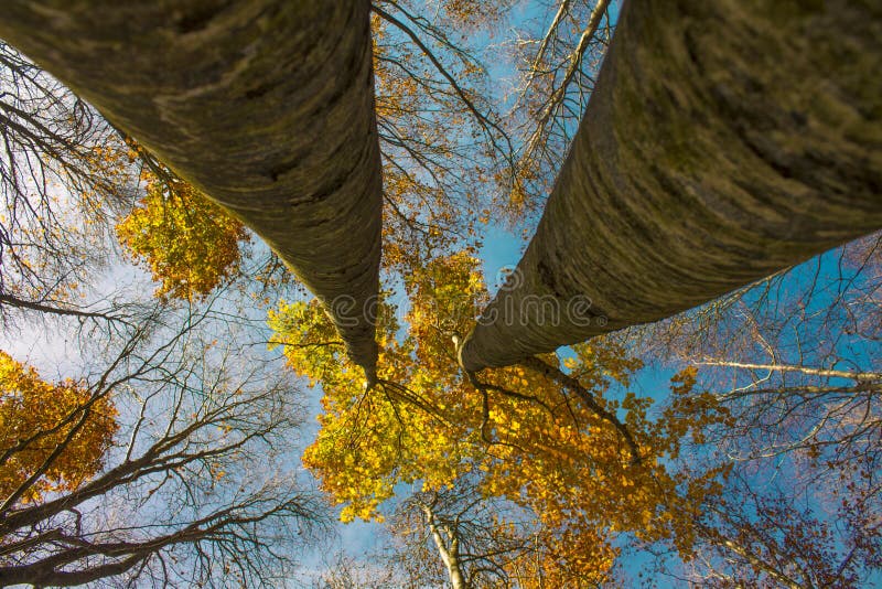 Autumn Trees in Forest.View from Below Stock Photo - Image of country ...