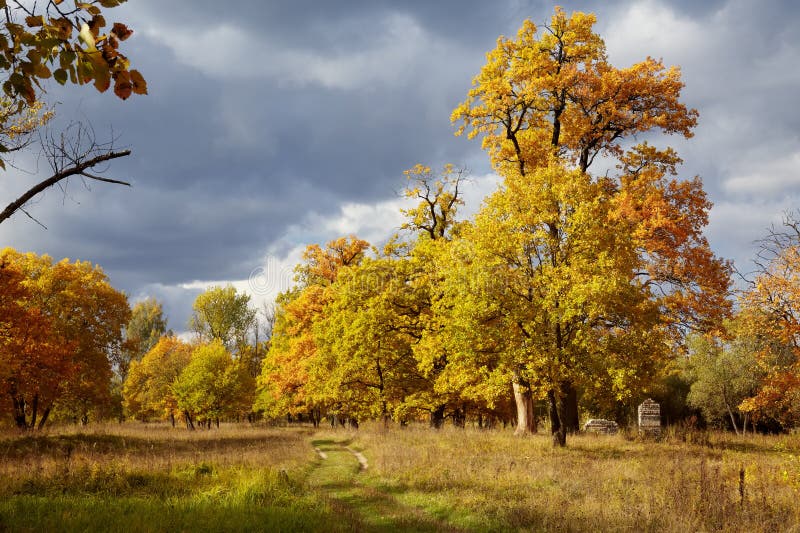 Autumn Trees of Golden Colour Stock Image - Image of leaves ...