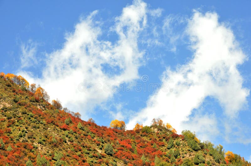 Autumn trees in hill stock image. Image of peak, scenic - 103187781