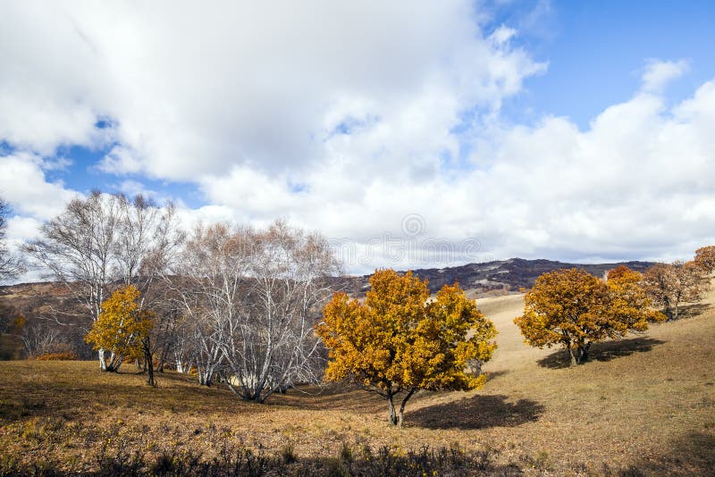 Trees on the hillside stock image. Image of fall, hillside - 172166825