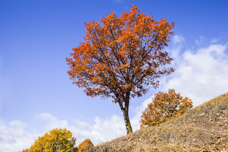 Trees on the hillside stock photo. Image of autumn, valley - 172167572