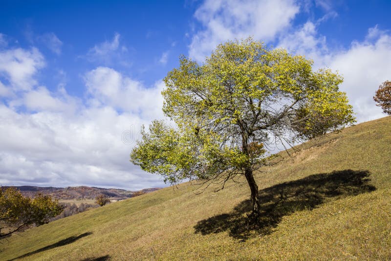 Trees on the hillside stock photo. Image of countryside - 172168640