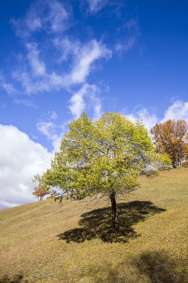 Trees on the hillside stock photo. Image of autumn, valley - 172167572