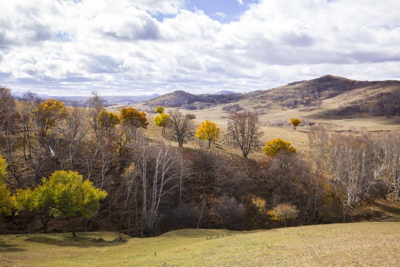 Trees on the hillside stock image. Image of autumn, tree - 172167711