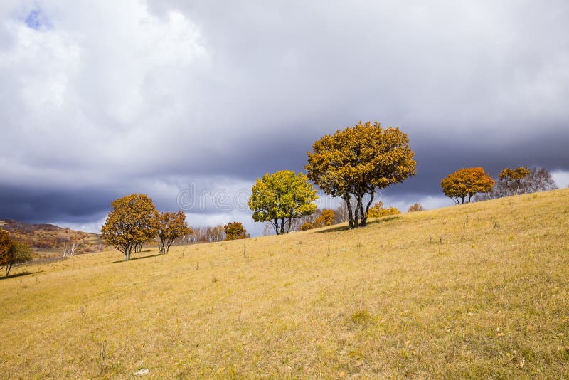Trees on the hillside stock photo. Image of landscape - 172167776