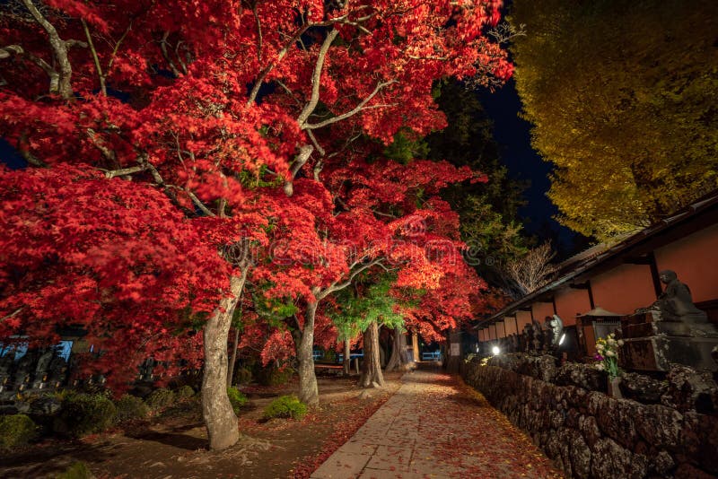 Autumn Trees Red Leaves in Japan Stock Image - Image of nature, beauty ...