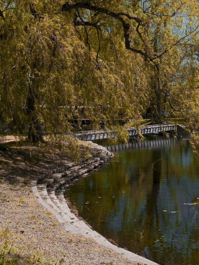 Autumn trees and lake stock photo. Image of flower, river - 259559672