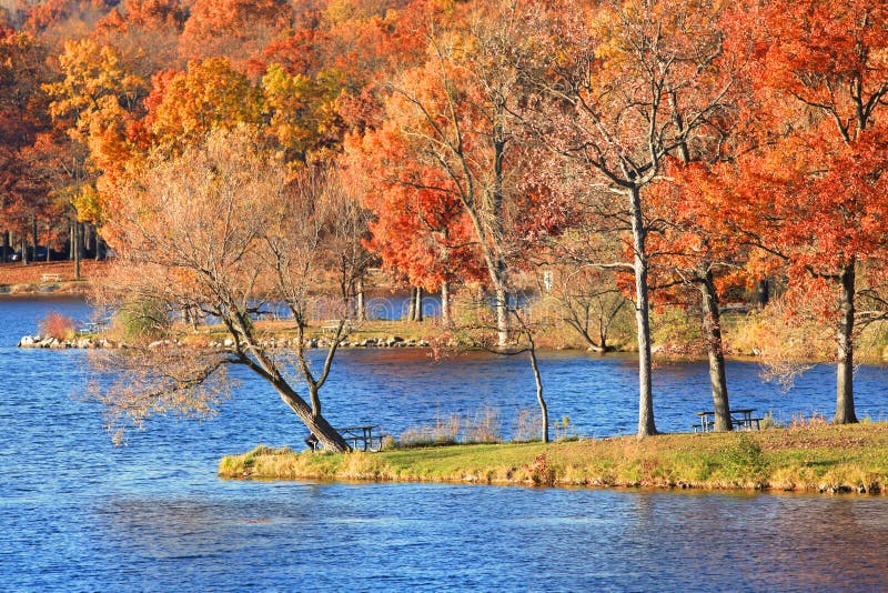 Autumn trees by the lake stock photo. Image of nature - 59240842