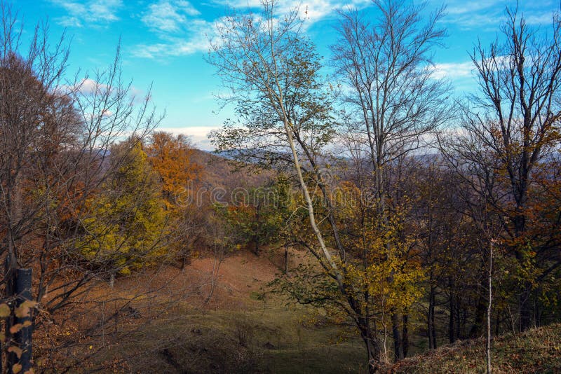Autumn trees stock photo. Image of forest, golden, countryside - 103843806