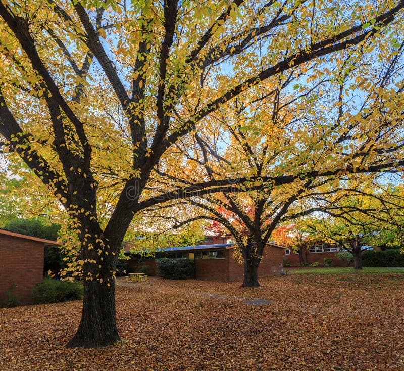 Autumn Trees and Leaves in Canberra Australia Editorial Stock Photo ...
