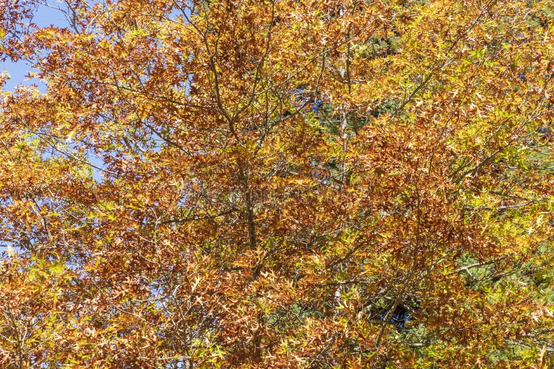 Autumn Trees Leaves Changing Color with the Autumnal Season Stock Photo ...