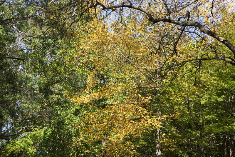 Autumn Trees Leaves Changing Colour with the Autumnal Season Stock ...