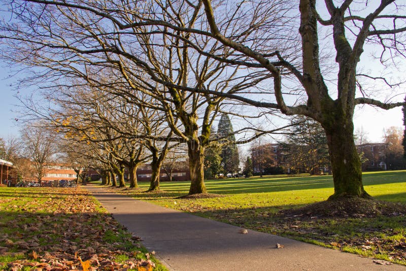 Autumn Trees and Leaves on College Campus Stock Image - Image of ...