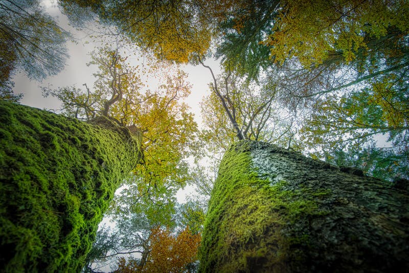 Autumn Trees in Lemon Colours Stock Photo - Image of vascular, branch ...