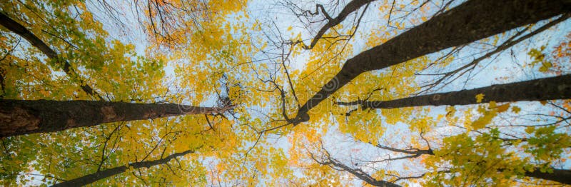 Autumn trees low angle stock photo. Image of nature - 150737798