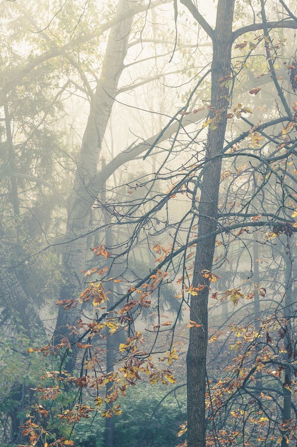 Autumn trees in mist stock photo. Image of freshness - 142886154