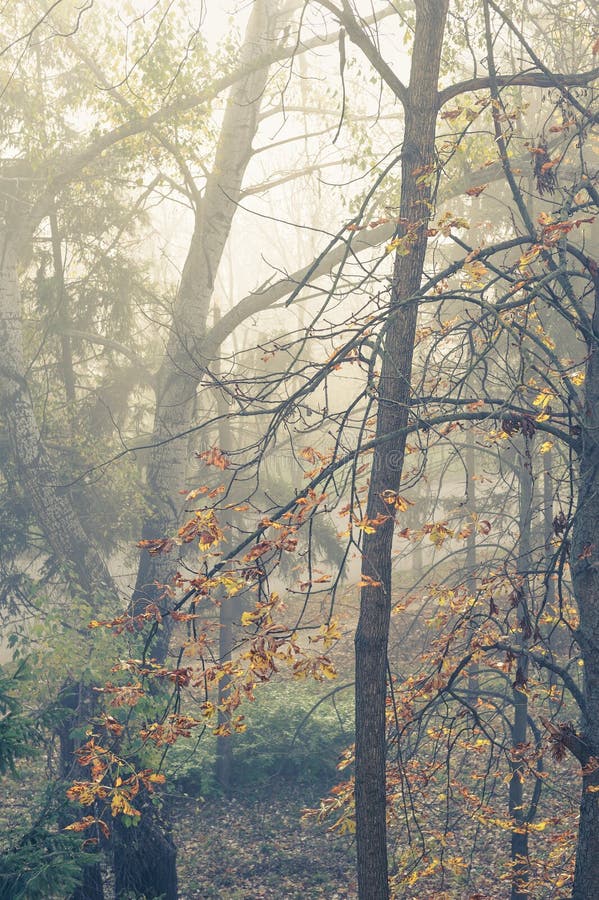 Autumn trees in mist stock photo. Image of haze, bush - 142886270