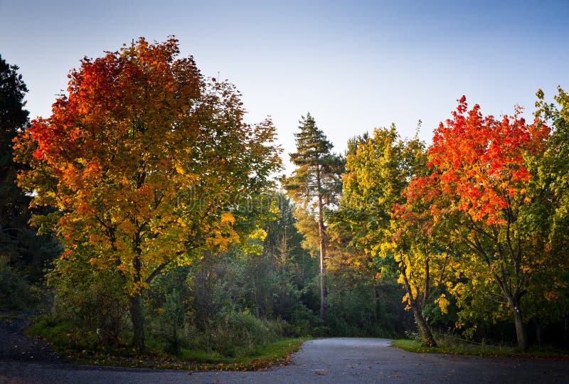 Autumn Trees In Morning Light Stock Image - Image of deciduous ...