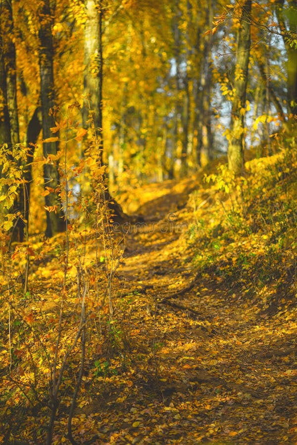 Autumn Trees in the Morning. Stock Photo - Image of foliage, autumn ...