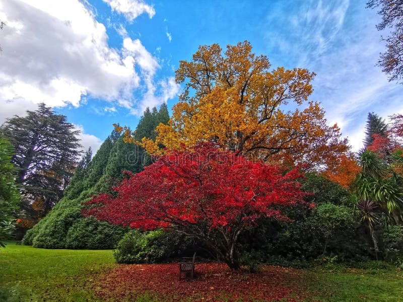 Autumn Trees in Mount Wilson, Blue Mountains Australia Stock Photo ...