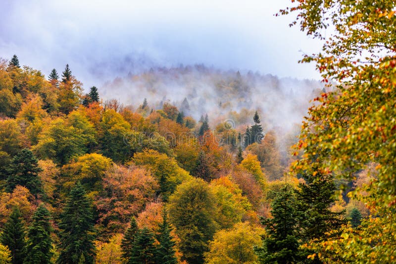 Autumn Trees in the Mountains Under the Clouds Stock Photo - Image of ...
