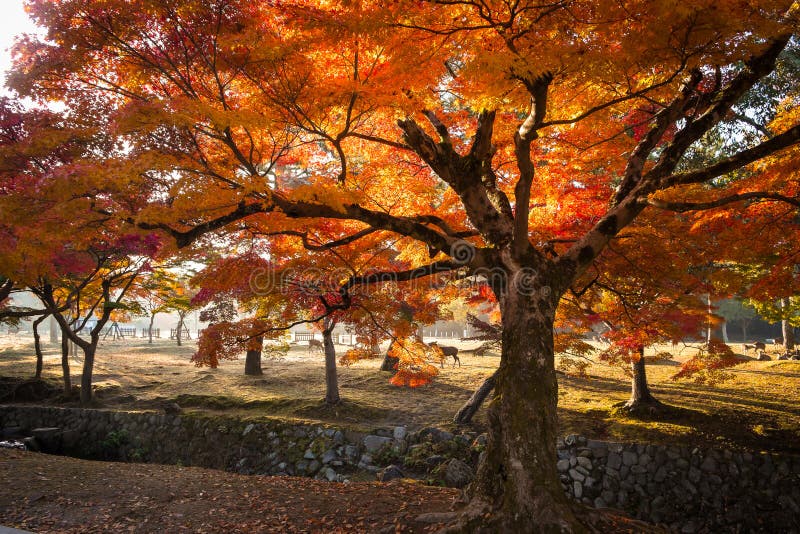 Autumn Trees in Nara Park, Japan Stock Photo - Image of bright, japan ...