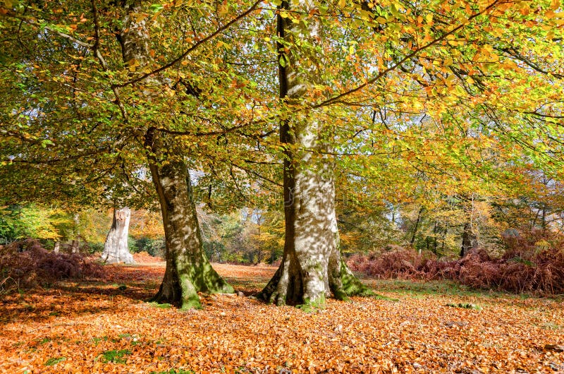 Autumn Trees in the New Forest Stock Image - Image of environment, park ...