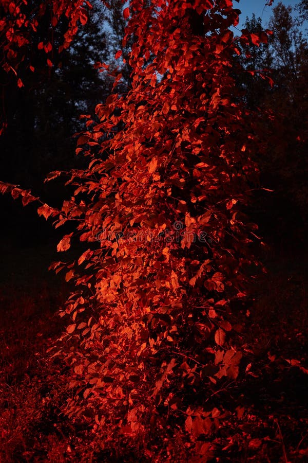 Autumn Trees at Night in Red Neon Stock Photo - Image of forest, leaf ...
