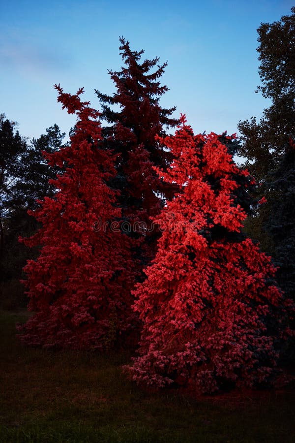 Autumn Trees at Night in Red Neon Stock Image - Image of forest, trees ...